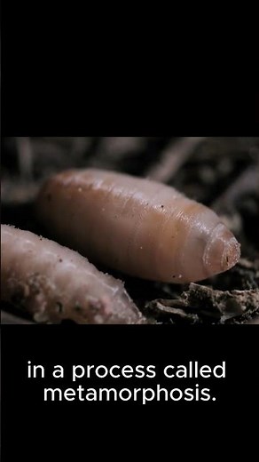 The Amazing Fly Life Cycle | Larva to Adult Transformation