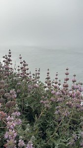 1K views · 25 reactions | One of my favorite beachside haunts -Pleasure Point surf break in Santa Cruz. Foggy and dreamy in the early morning ‍♂️  Getting out in nature is always the best inspo 冀 | Lisa Elley ART | Facebook