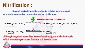 Nitrification , Assimilation , Denitrification & Nitrogen Cycle