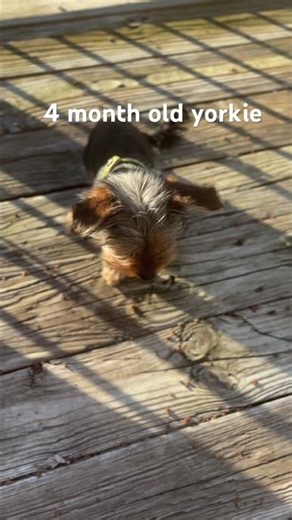 Hand signal training for puppy training #puppytrainingshorts