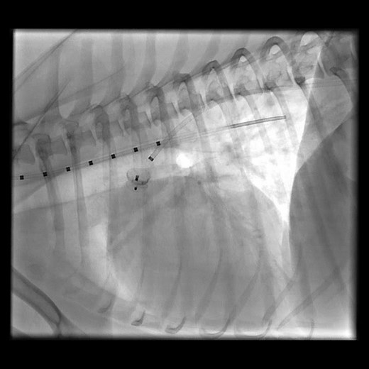 Patent Ductus Arteriosus (PDA) in a dog - Post-repair