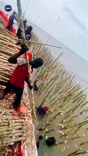 Why Are People Planting Bamboo in the Ocean? The Truth Is Genius 🌊🎋