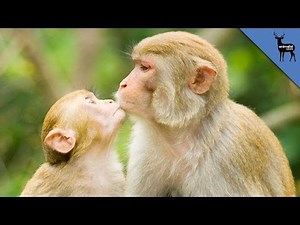 Do Some Animals Really Mate For Life?