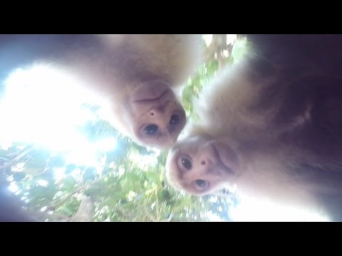 Monkeys Steal GoPro!
