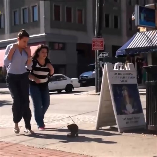 Remote Controlled Mouse Prank #JustForLaughs #prank