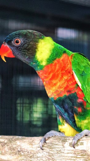 The journey continues❗ After 14 days in quarantine, our Atat Bali (Mitchell’s Lorikeet) are officially cleared and healthy! Now they’re moving into the next phase of their journey: adapting in our breeding facility at Bali Bird Park. This adaptation stage is key to preparing them for our long-term conservation breeding initiatives, as part of our Fighting Extinction program. Stay with us as we take this important step for Indonesia’s biodiversity 💚 Fighting Extinction. Together. #BaliBirdPark #