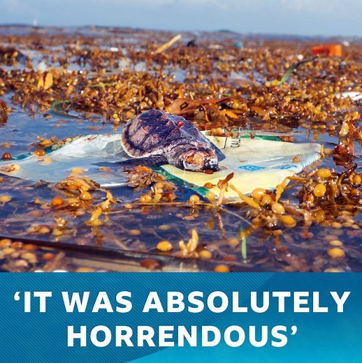 3.6M views · 79 reactions | Underwater photographer Caroline Power made a shocking discovery when she went looking for sea turtles in the Caribbean   | BBC Radio 5 live | Facebook