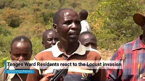 VIDEO: Locust invasion in Teges, Baringo Central: Baringo becomes the 20th county to be invaded by the desert locusts. On Saturday, the swarm was reported in Baringo North, Baringo Central and Eldama Ravine. | Baringo News