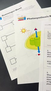 25 reactions | Freebies for your photosynthesis unit! Learn the basics or review concepts with 5 ready-to-go activities. | WeAreTeachers | Facebook