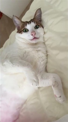 Uncle Miaoyin, I will eat you in one bite, All Things Lovely Project