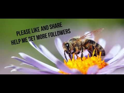 Bees video 1