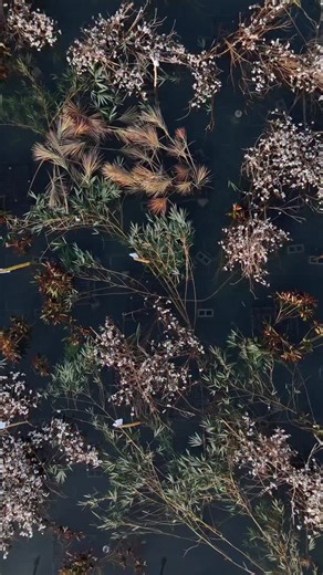 𝑪𝑶𝑻𝑻𝑶𝑵 𝑹𝑰𝑽𝑬𝑹 (2026) Ahmedabad, India 🇮🇳 Materials: cotton, marigold, roses, bamboo, 𝘊𝘦𝘳𝘣𝘦𝘳𝘢 𝘰𝘥𝘰𝘭𝘭𝘢𝘮 🎥 @jovian.lim for @thishumidhouse 🎵 Brian Eno, 𝘈𝘯 𝘌𝘯𝘥𝘪𝘯𝘨 (𝘈𝘴𝘤𝘦𝘯𝘵) | This Humid House