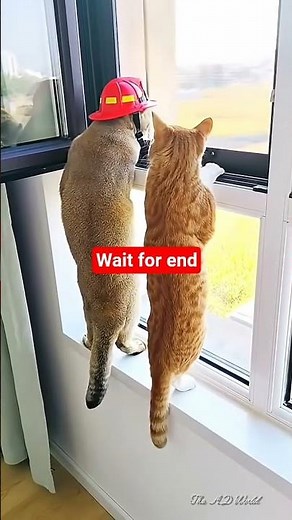 Funny cat's😂 #cat #funny #funnycats #cute #music #chat