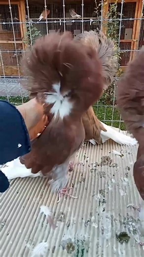 15K views · 740 reactions | Mihail Deju on Reels | Facebook