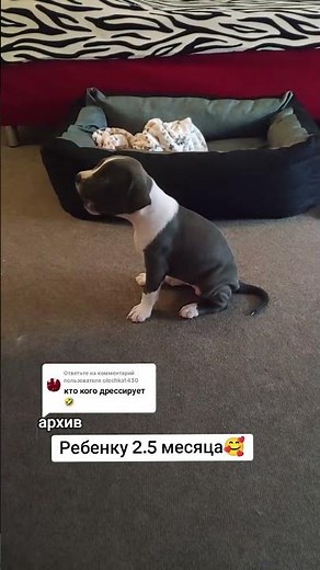 Дрессировка 😁