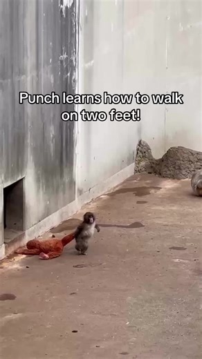 Meet Punch-kun: The Walking Snow Monkey Star