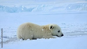 A solitary white polar bear, a top Arctic predator, hunts for seals on the icy plains of its frozen northern home