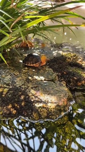 Cuora Amboinensis Couro — The Amazing Asian Box Turtle #shorts #turtle