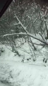 9.2K views · 16 shares | My first experience of snow shoot. Japan | Krishan krish Photography | Facebook