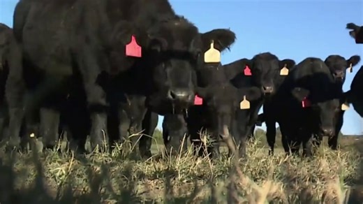 Grocery price tracker: Inflation trends for eggs, bread and more during the Trump administration