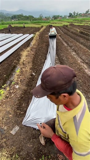 The process of installing plastic mulch on agricultural land, mar4 #farming #agriculture