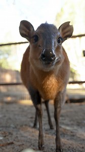 That lettuce was no match for Ruby's chompers 🦷 #redflankedduiker #ruby #crunctime #sdzsafaripark | San Diego Zoo Safari Park