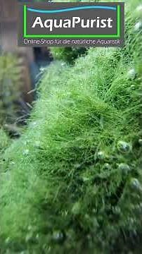 ALLES voller ALGEN im Mooskugel Aquarium!