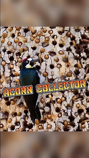 Acorn Woodpecker | Acorn Collector #animalenigmas