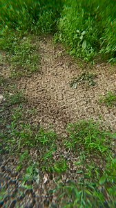 164K views · 3.3K reactions | Lola Vision | LSD Psychedelic ART | Facebook