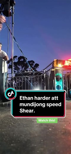 World Record Sheep Shearing: Ethan Harder at Mundijong Speed Shear