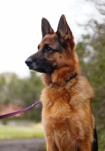 Week 1 of Fi’s Dog Training Journey