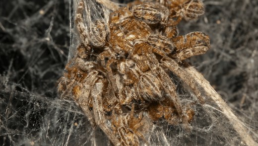 First-Ever Footage Reveals The Grisly Way African Social Spiders Let Their Babies Eat Them Alive