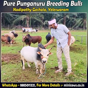 69K views · 3.5K reactions | Pure Punganuru breeding bulls in our...