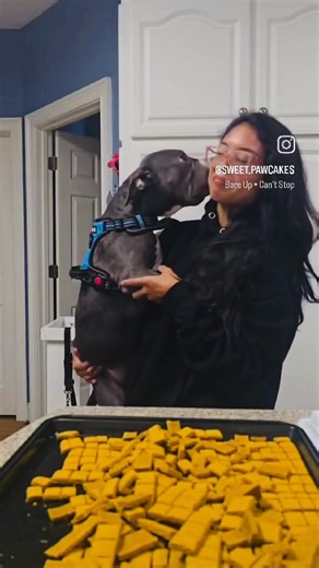 From Chain to Chef’s Assistant Brody is one busy little guy these days, helping his foster mama whip up fresh doggie treats for all the good pups in town. His foster mom happens to own Sweet PawCakes Doggie Bakery, and Brody was quick to raise his paw and volunteer as her #1 helper. But life wasn’t always this sweet for Brody. At just a few months old, he was kept on a chain in a yard with nothing more than a plank of wood leaned against the house for “shelter.” Day after day, he sat there alone