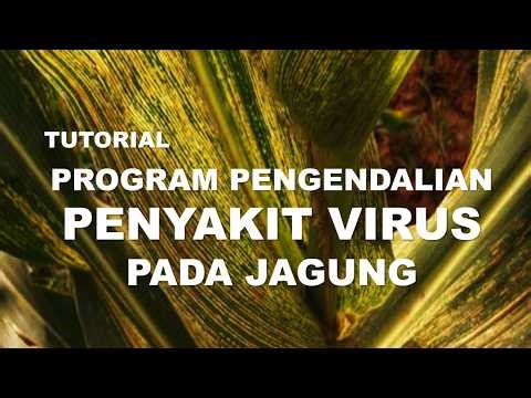 Tutorial Program Pengendalian Penyakit Virus pada Jagung