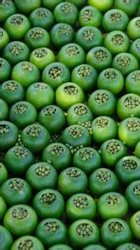 A 1000 years old delicacy - Green tangerine and kudzu root powder