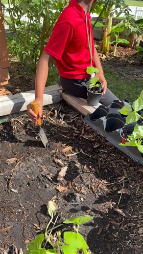 🌱 At IPLA, our students don’t just learn inside the classroom — they get hands-on experiences that help them grow! Through our gardening program, kids learn responsibility, teamwork, and the joy of seeing their hard work bloom. 🍅🌸 Every seed planted is a lesson in patience, care, and growth! 🌟 | Infinite Potential Learning Academy