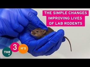 The Simple Changes Improving Lives of Lab Rodents: The 3Hs Initiative #animalscience #animalresearch