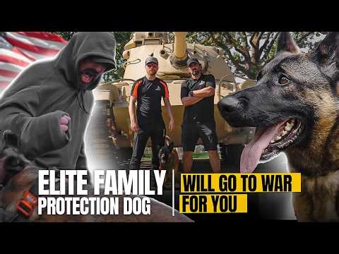 Elite Protection Dog In Everyday Life