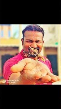 #phasmids #insects #leafinsect #ghostinsect