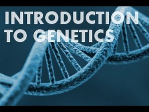 introduction to genetics , BY M.SAIDI | ThunderEDUC | GRADE 12 LIFE SCIENCES .