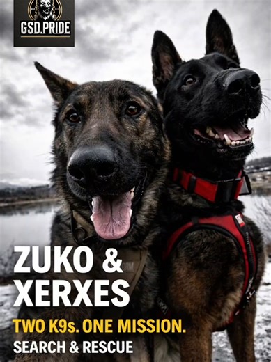 Zuko & Xerxes | Two K9s. One Mission Two working K9s trained for search and rescue. When people go missing, Zuko and Xerxes go to work. No shortcuts. No noise. Just real tracking and real purpose. #SearchAndRescue #WorkingK9 #K9Unit #BelgianMalinois #RealWorkingDogs @SAR K9 ZUKO