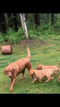 8 week Fox Red Lab Puppies playing in the rain at the ranch