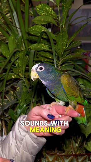 Bird Brains Explained | How Birds Solve Problems & Understand Language