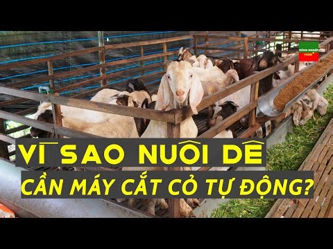 VÌ SAO CHĂN NUÔI DÊ QUY MÔ LỚN CẦN MÁY CẮT CỎ TỰ ĐỘNG?