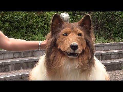 Toco, the Japanese man who achieved his dream of becoming a dog