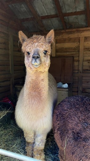 Curious About Alpaca Farming at Twilight Ridge