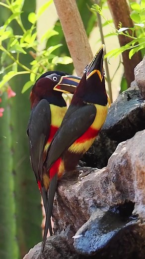 These bird are very beautiful ❤️️ #BIRD #birds #animals #nature #beautifulbirds | Beautiful Birds