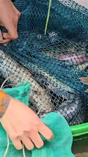 highland life, Fish trap using a hexagonal cage The joy of harvesting 20 kg of catfish to sell. #highlandboy #highlandboyfishing #carpfishing #fishingskills | Voga Gi