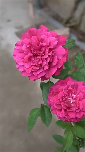 How I Grow Roses Successfully From Cuttings I started my roses from simple stem cuttings. The method is easy, reliable, and works better than you’d think. Anyone can try this and grow beautiful roses at home. #gardeningtips #roses #plantpropagation #growathome #gardenlife #backyardgarden #homesteadlife | H&H Garden